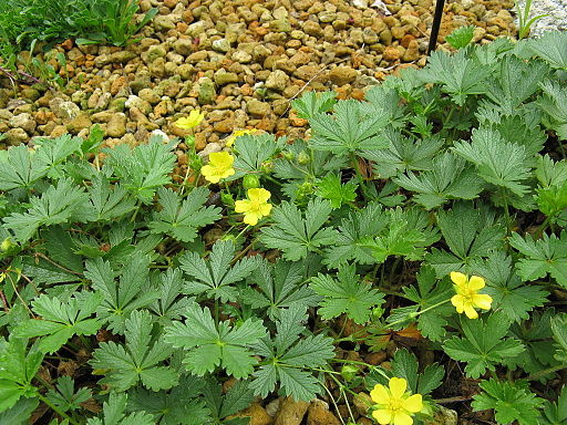 Frühlings-Fingerkraut (Potentilla neumanniana) - bienenfreundlich
