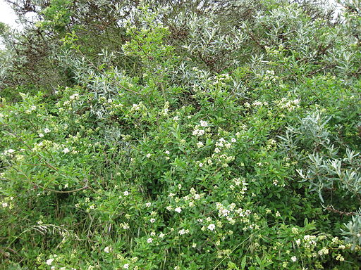 Gewöhnlicher Liguster (Ligustrum vulgare) - (wild)bienenfreundlich