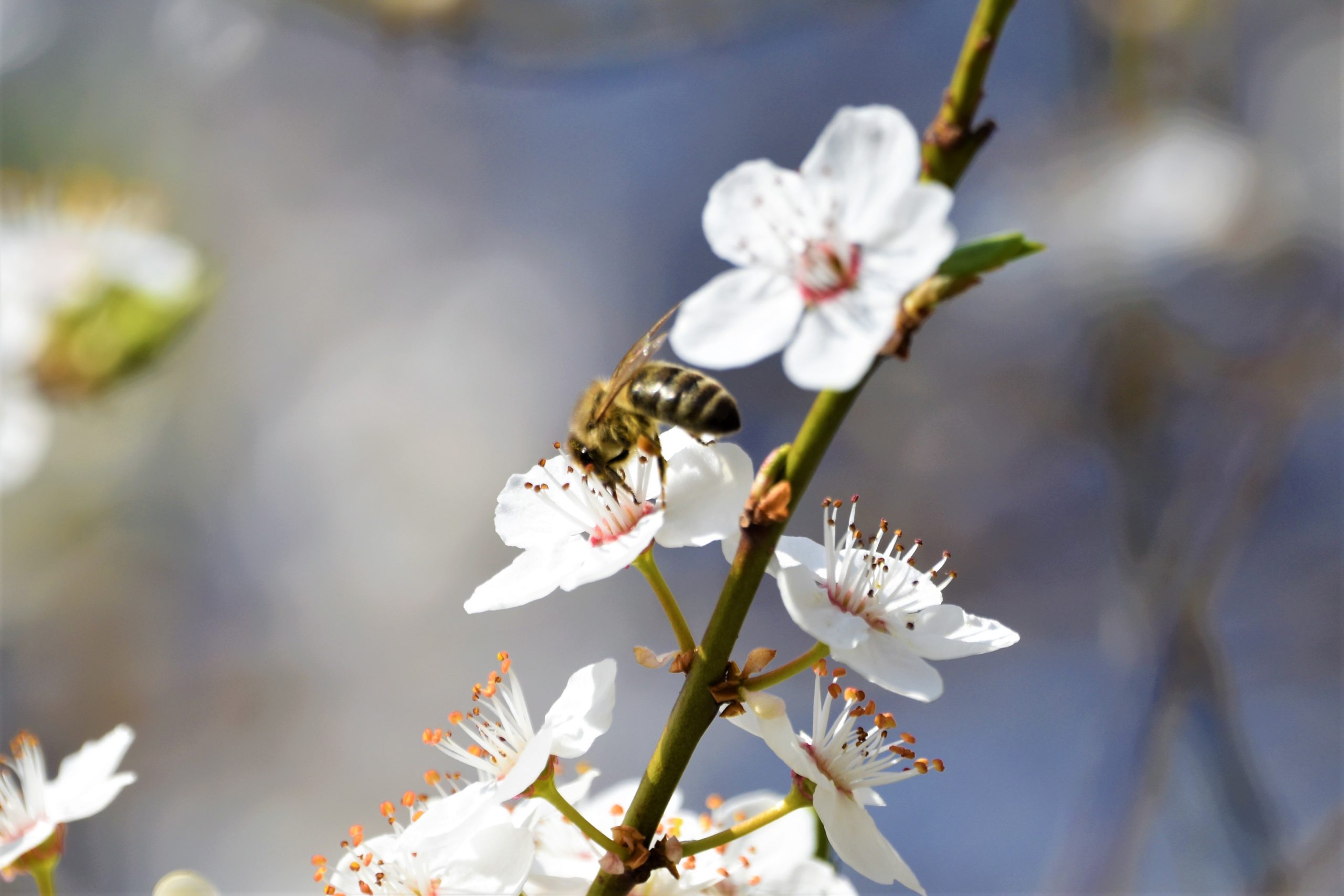 Kirschpflaume (Prunus cerasifera) - (wild)bienenfreundlich